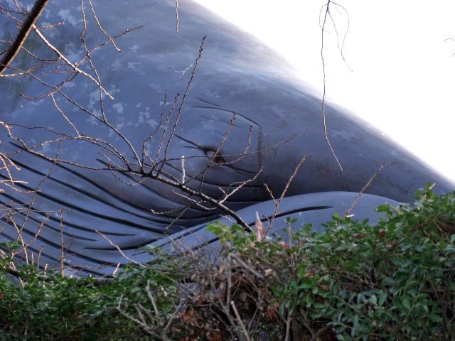 Tokyo Snap Photo: Life Size Model of Blue Whale in Ueno Park