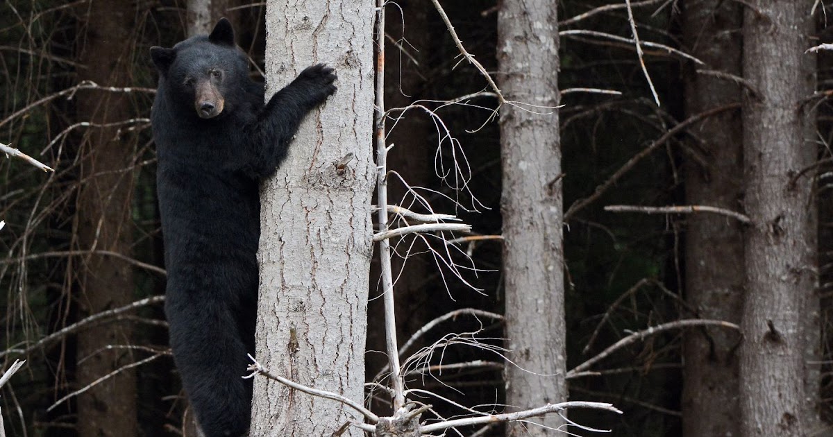 Shutterbugs Capturing the World Around Us: The original "Tree Hugger"