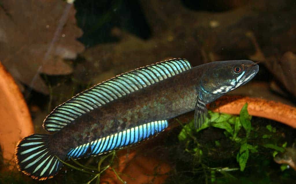 DK's Diary: Mengenal Ikan Channa Andrao