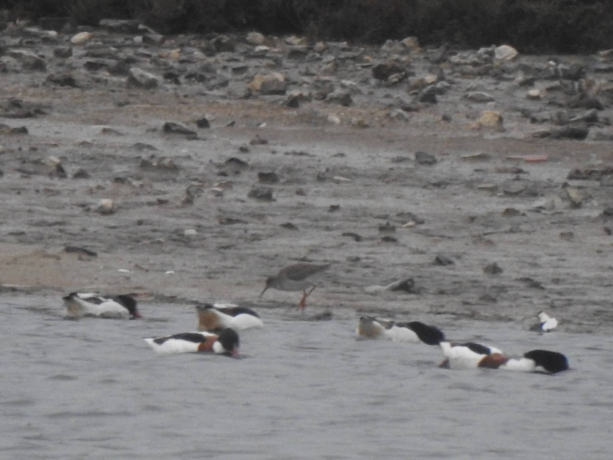 PASARI DIN ROMANIA: FLUIERAR CU PICIOARE ROSII, Tringa totanus