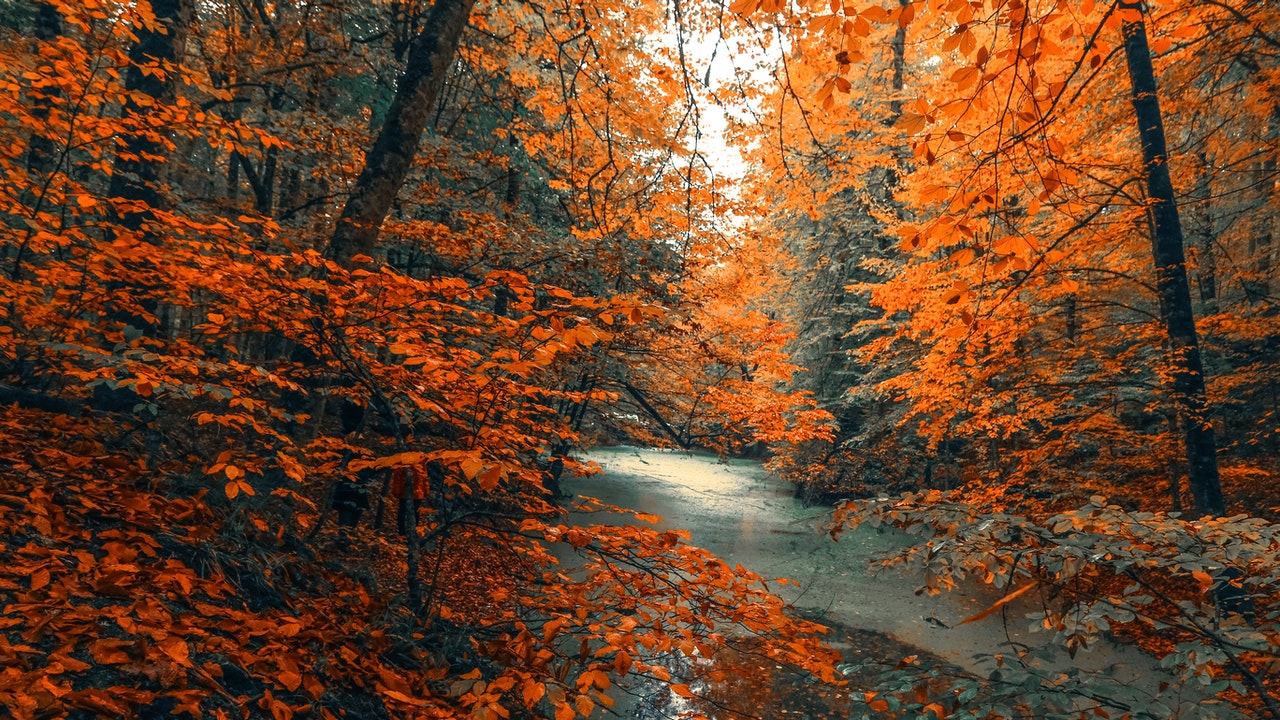 Autumn Leaves Photography Complete Guide - Take Autumn Photography To ...