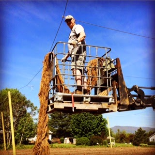 Hawksbill Cabin: Hops Stringing part 1 @hawksbillhops