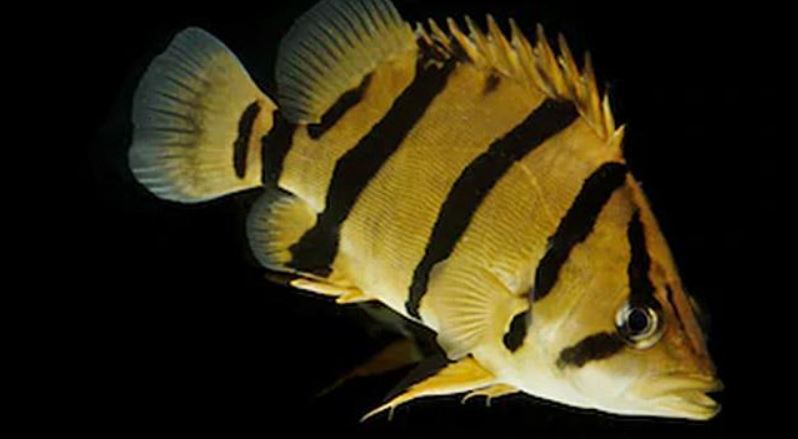 Jenis Ikan Datnoid yang Sangat Seksi buat Dipelihara di Rumah