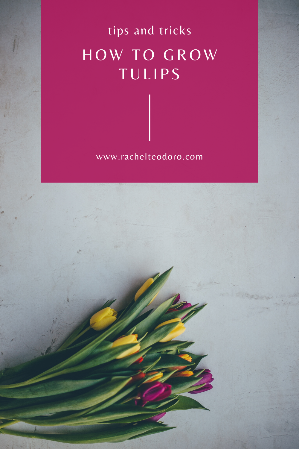 Tips for Growing Tulips