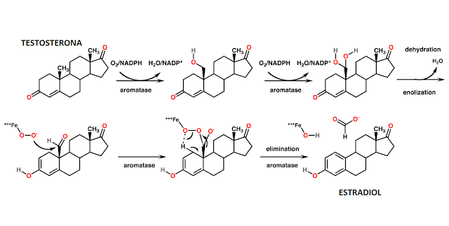 Soluções naturais para a aromatização de andrógenos? - Saber Atualizado