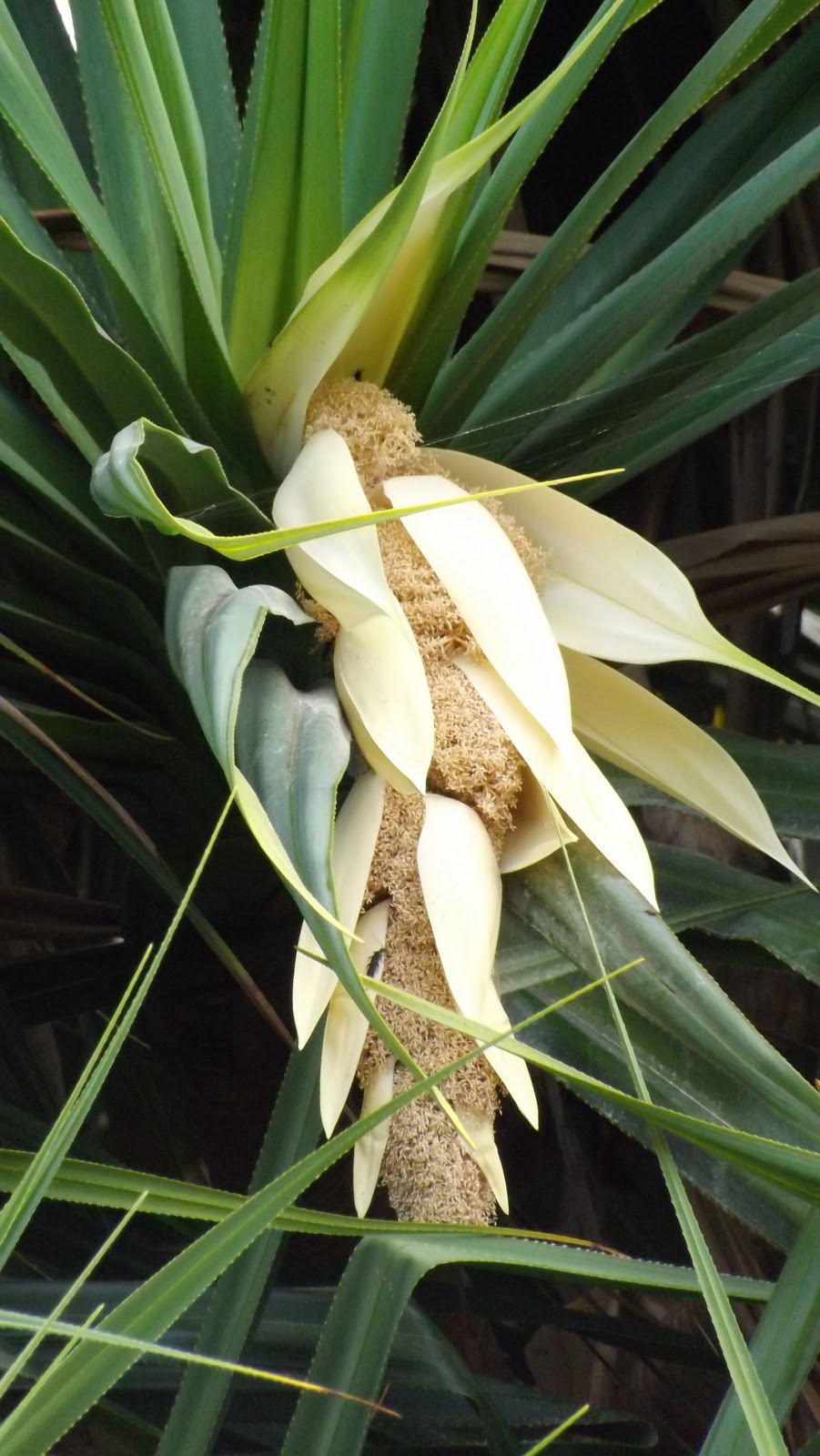 Donnelly Oceantics: HINANO HUNTING