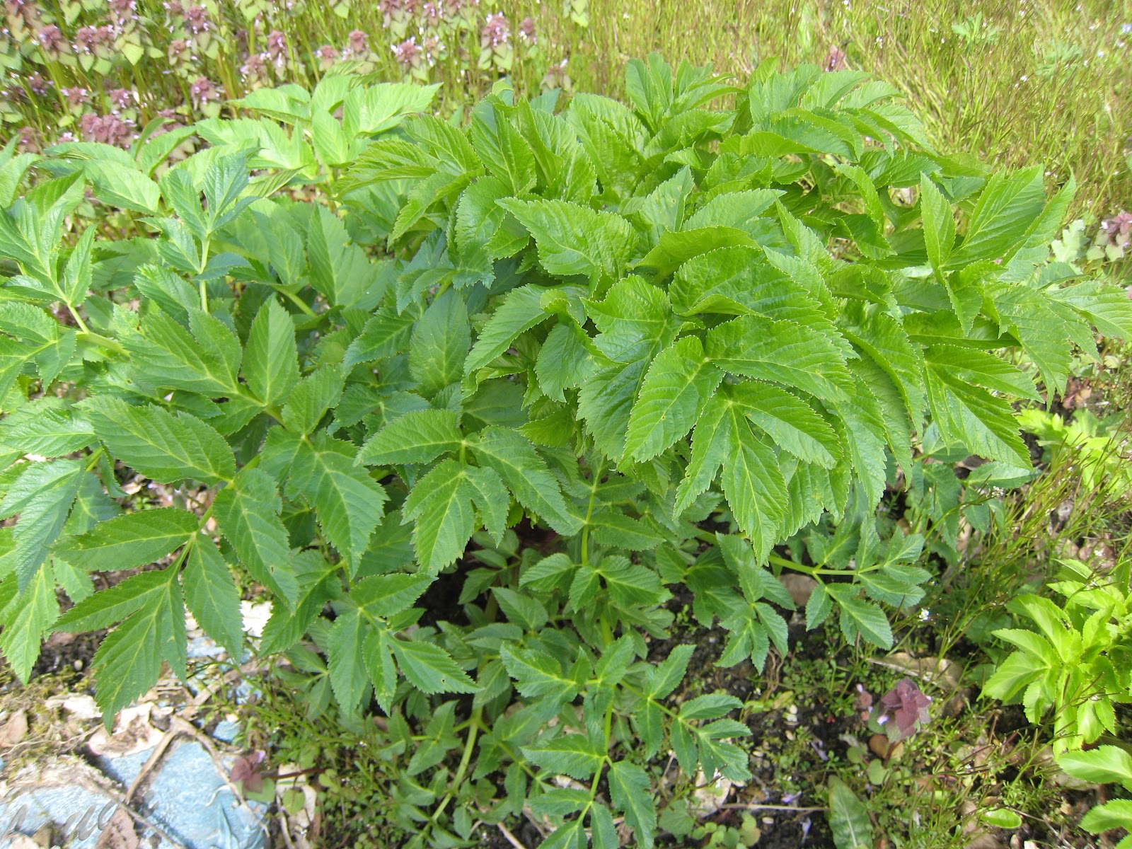 Dreaming A Beautiful World: Herb Class May 6th