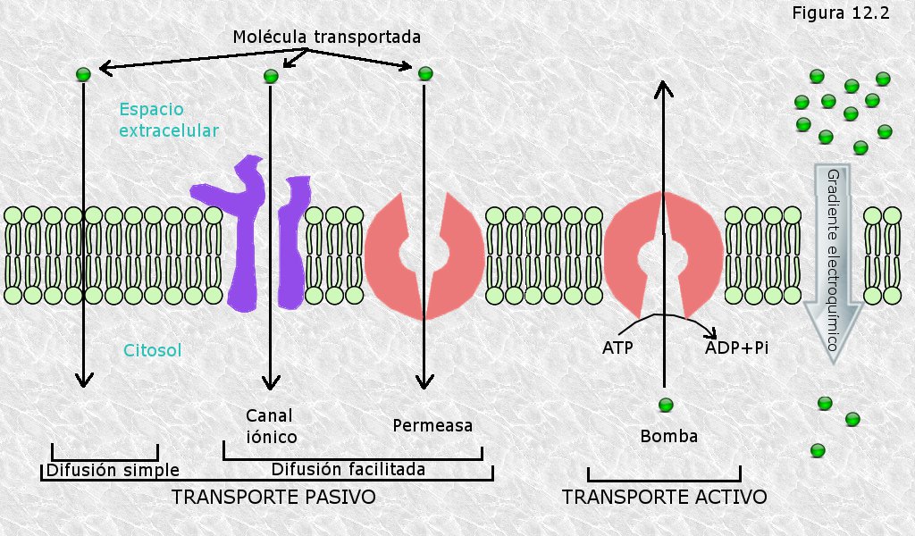 Bioquimica de la Vida: Lípidos y Ácidos Nucleicos