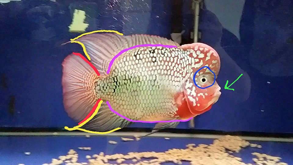 BUTUAN FLOWERHORN CICHLIDS & TROPICAL FISH: kamfa ZZ