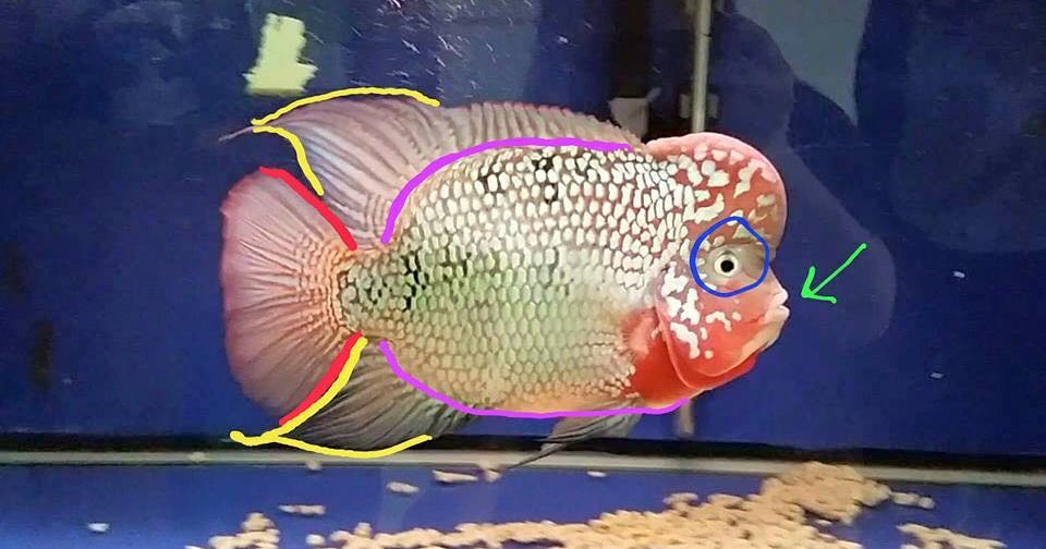 BUTUAN FLOWERHORN CICHLIDS & TROPICAL FISH: kamfa ZZ