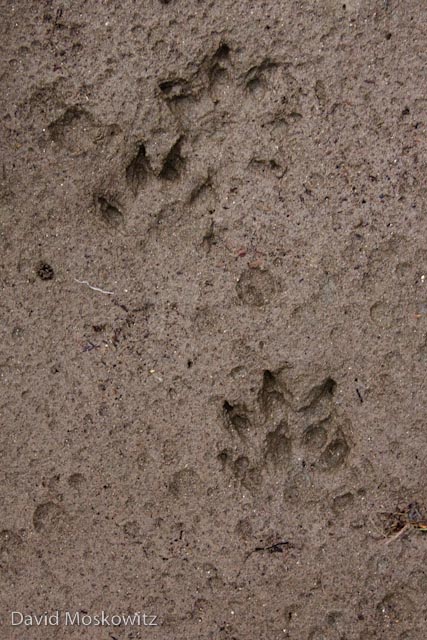 David Moskowitz Photography: Pacific Northwest Wildlife, Tracks ...