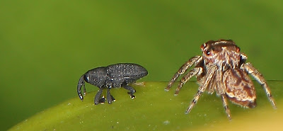 BunyipCo: Orchid Foes--and Friends (a follow-up)