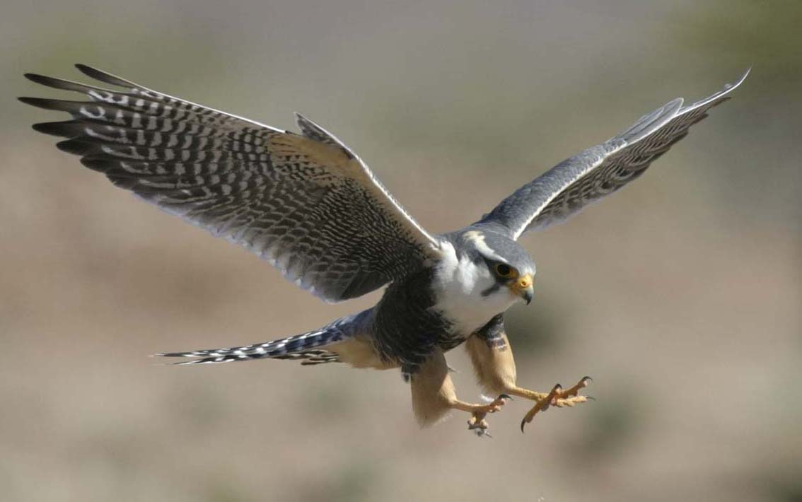 Halcón peregrino (Falco peregrinus)