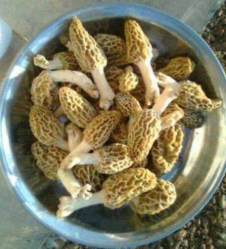 Culture & Civilization of Circle Bakote........ Past and Present in Picture