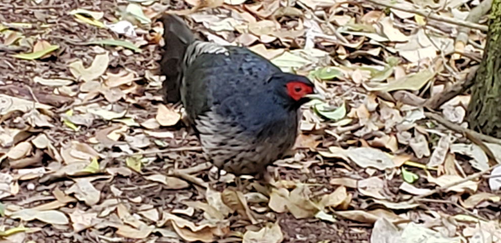 KALIJ PHEASANT