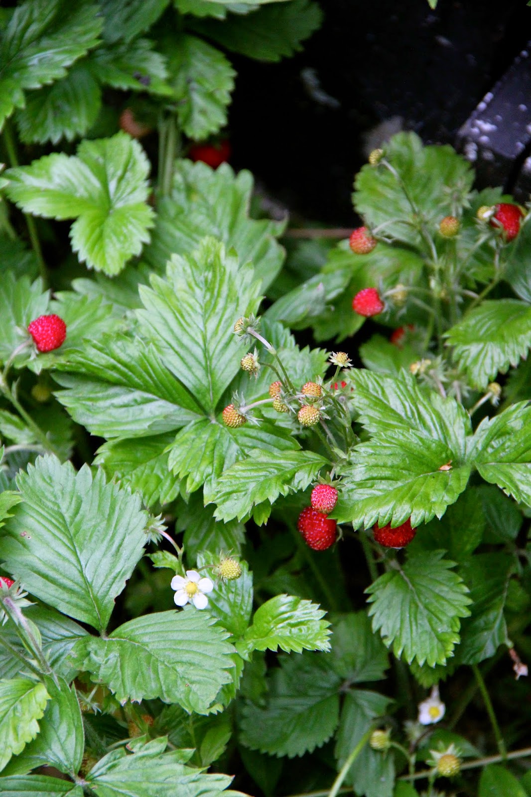 en grön sida: Smultron smakar som schersmin doftar