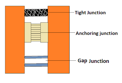 Cell Junction And Types of Cell Junction