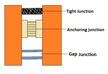Cell Junction, Intercellular Bridge - Types and Functions