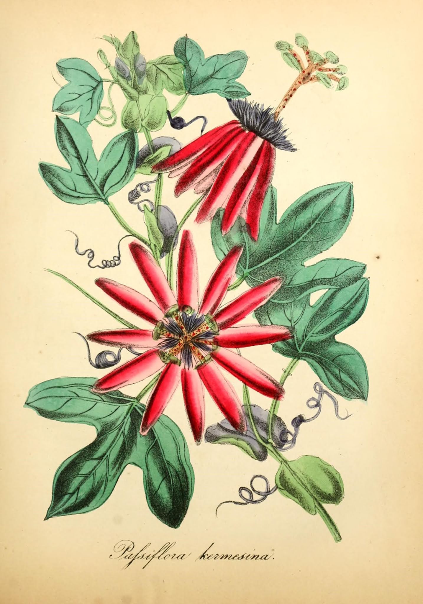 The American flora or history of plants and wild flowers New York 1855