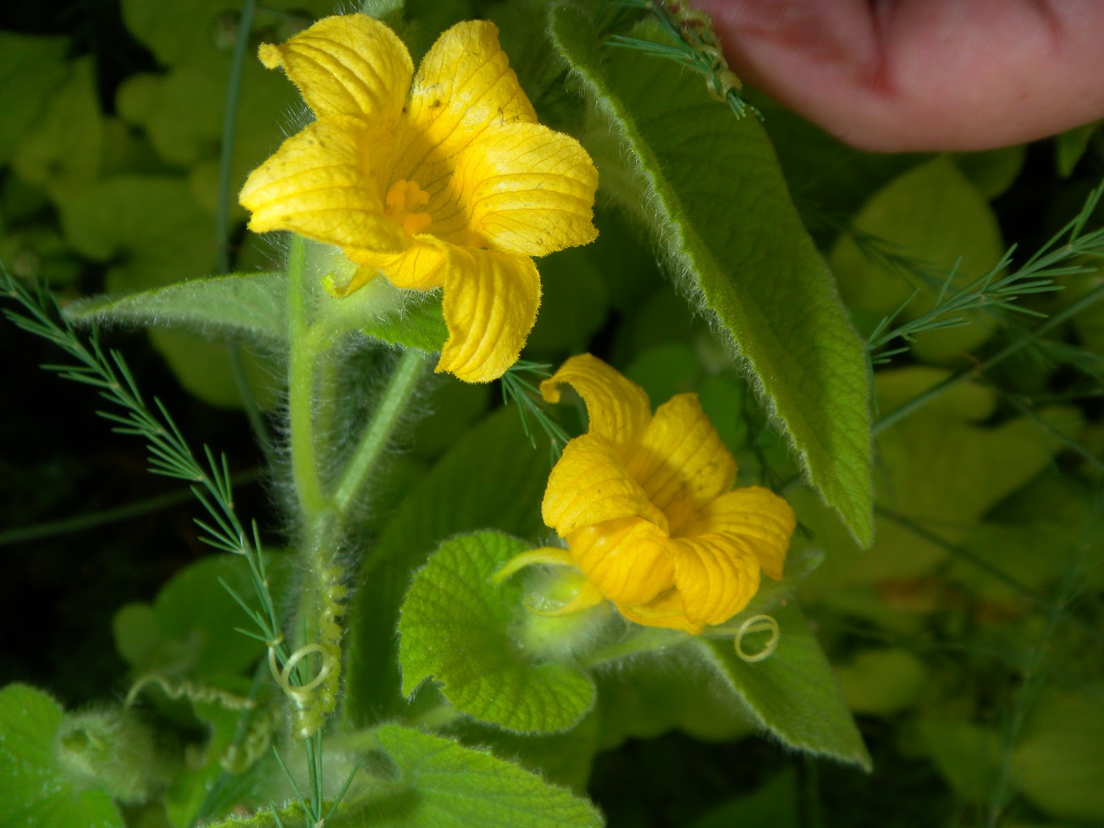 Scirpidiella's Plants: Manchu Tubergourd (Thladiantha dubia)