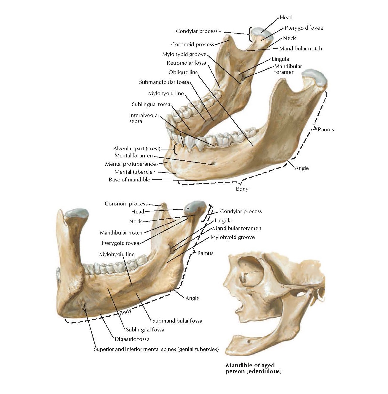 Mandible Anatomy - pediagenosis