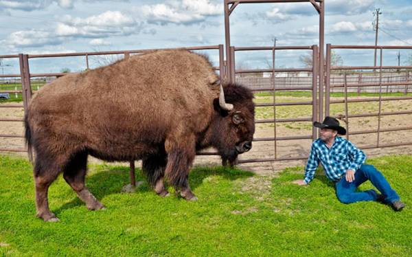wOndor.blogspot.com: Amazing Pet Bison at Home in Texas (16 pics)