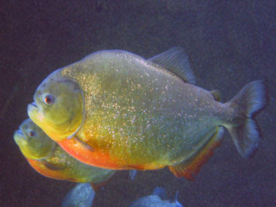 Piranha