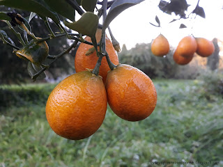 Cytrusy Mrozoodporne: Citrangequat Thomasville