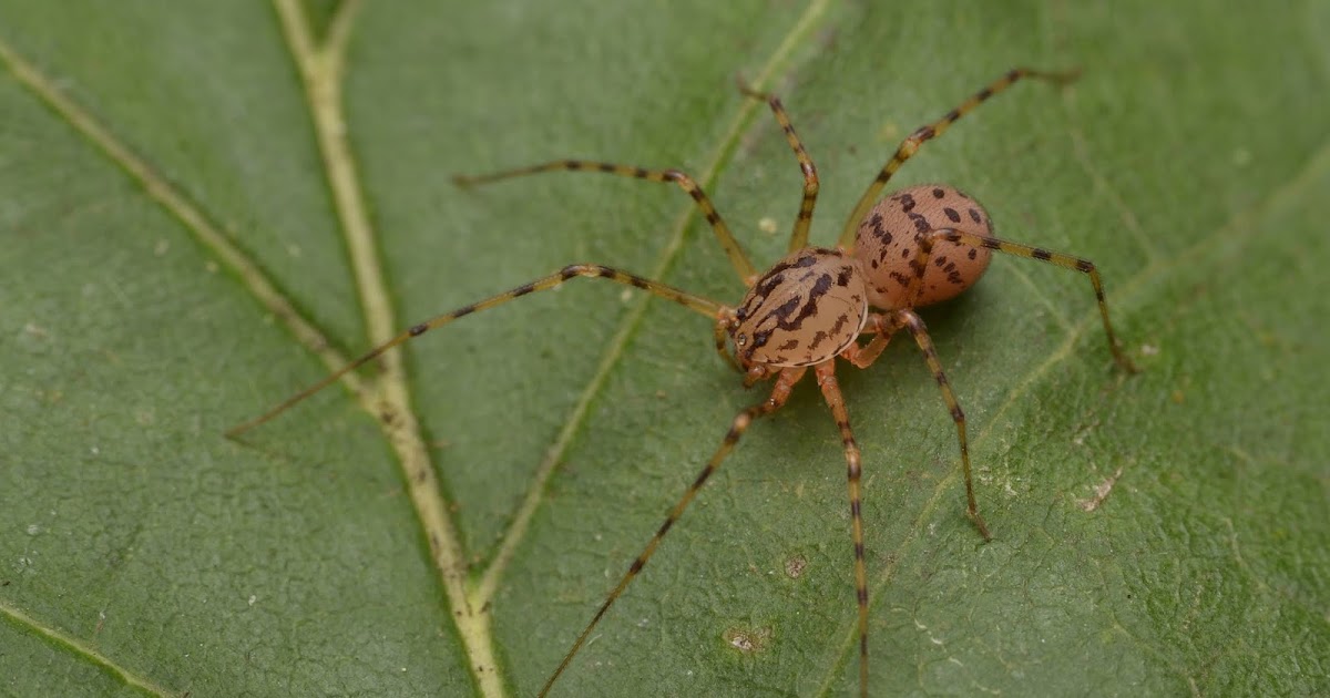Variety of Life: Scytodidae
