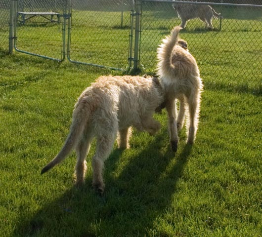The Hounds Of Heaven: Erlina and Oisin - Stoop Tag