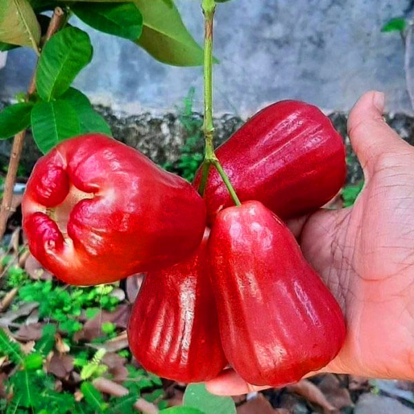 Bibit Pohon Jambu Cincalo Cepat Sekali Tumbuhnya Paling Dicari ...