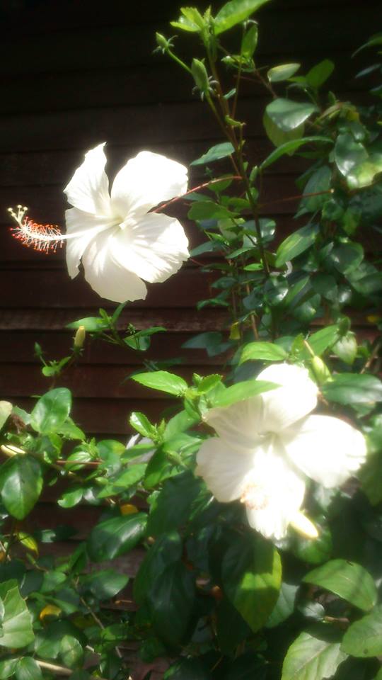Gambar Bunga Raya Hitam Putih - Gambar Lucu