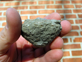 Views of the Mahantango: Eucalyptocrinus elrodi crinoid from the ...