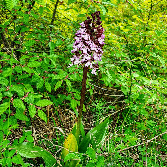 Vodič kroz Kraljevu Sutjesku i Bobovac, Bosna i Hercegovina - šta ...