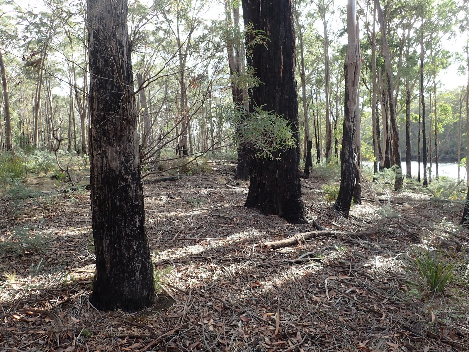 Lake Repulse | Hiking South East Tasmania