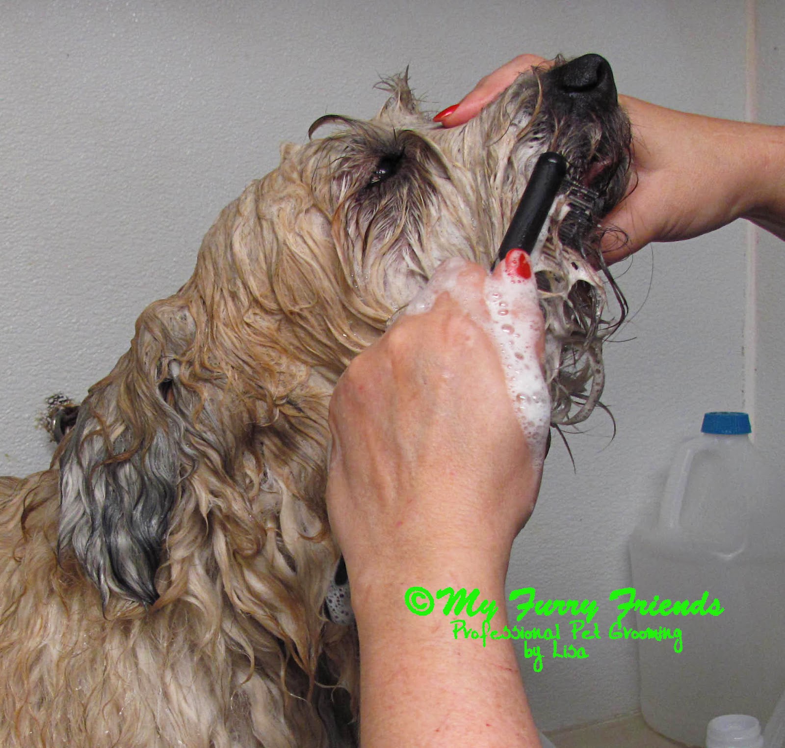 Pet Grooming: The Good, The Bad, & The Furry: Face Washing