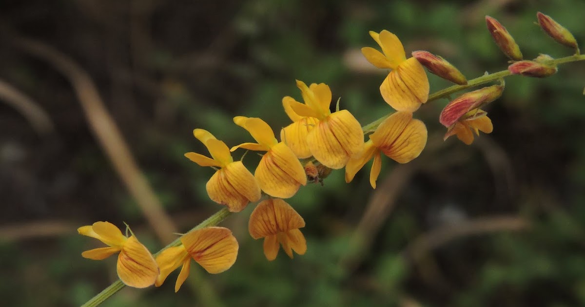 Fabaceae - Leguminosae no Brasil: O gênero Rhynchosia (Leguminosae ...