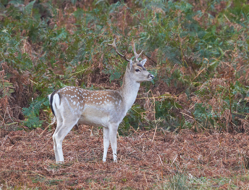 Wildlife Photography across the Water: November 2011