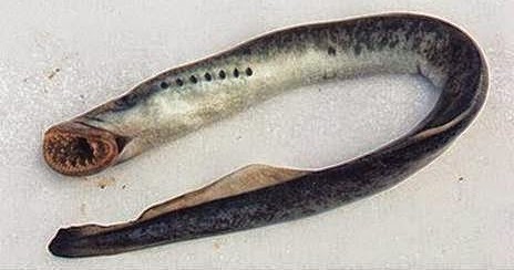 Info animales: Mixinas ALIMENTACIÓN SINGULAR