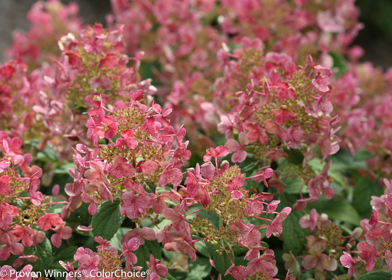 The Wonderful Little Quick Fire® Panicle Hydrangea