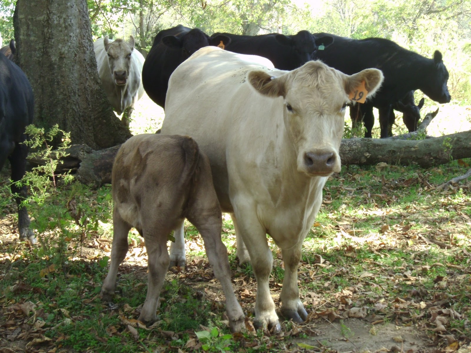 Cecil's Acres Murray Greys