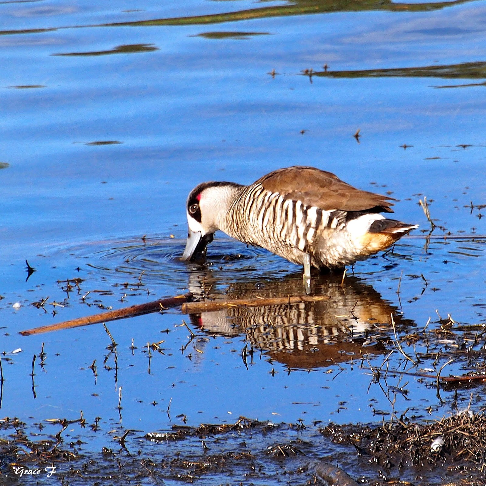 Perth Daily Photo : Pink-eared zebra duck..
