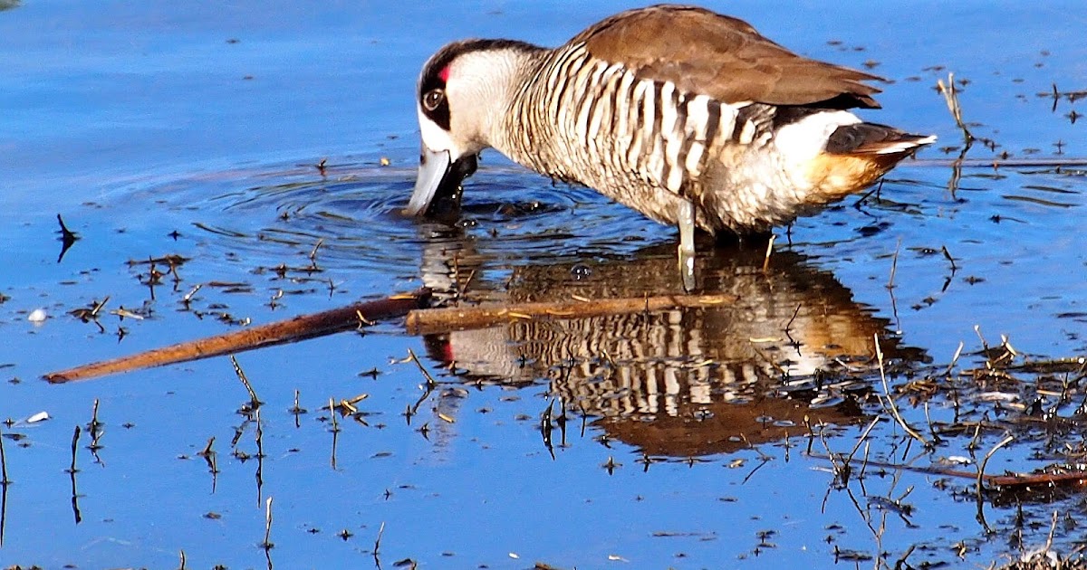 Perth Daily Photo : Pink-eared zebra duck..