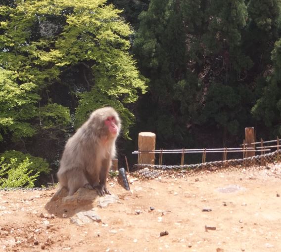 6 Tips for visiting Kyotos Monkey Park Iwatayama
