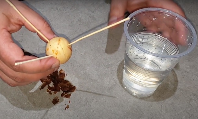 Grow Avocado in Betta Aquarium