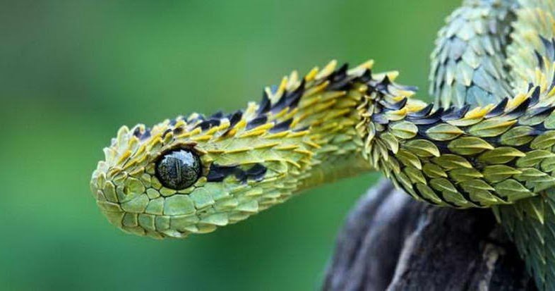 24 Animals That Are Deadliest To Have Around