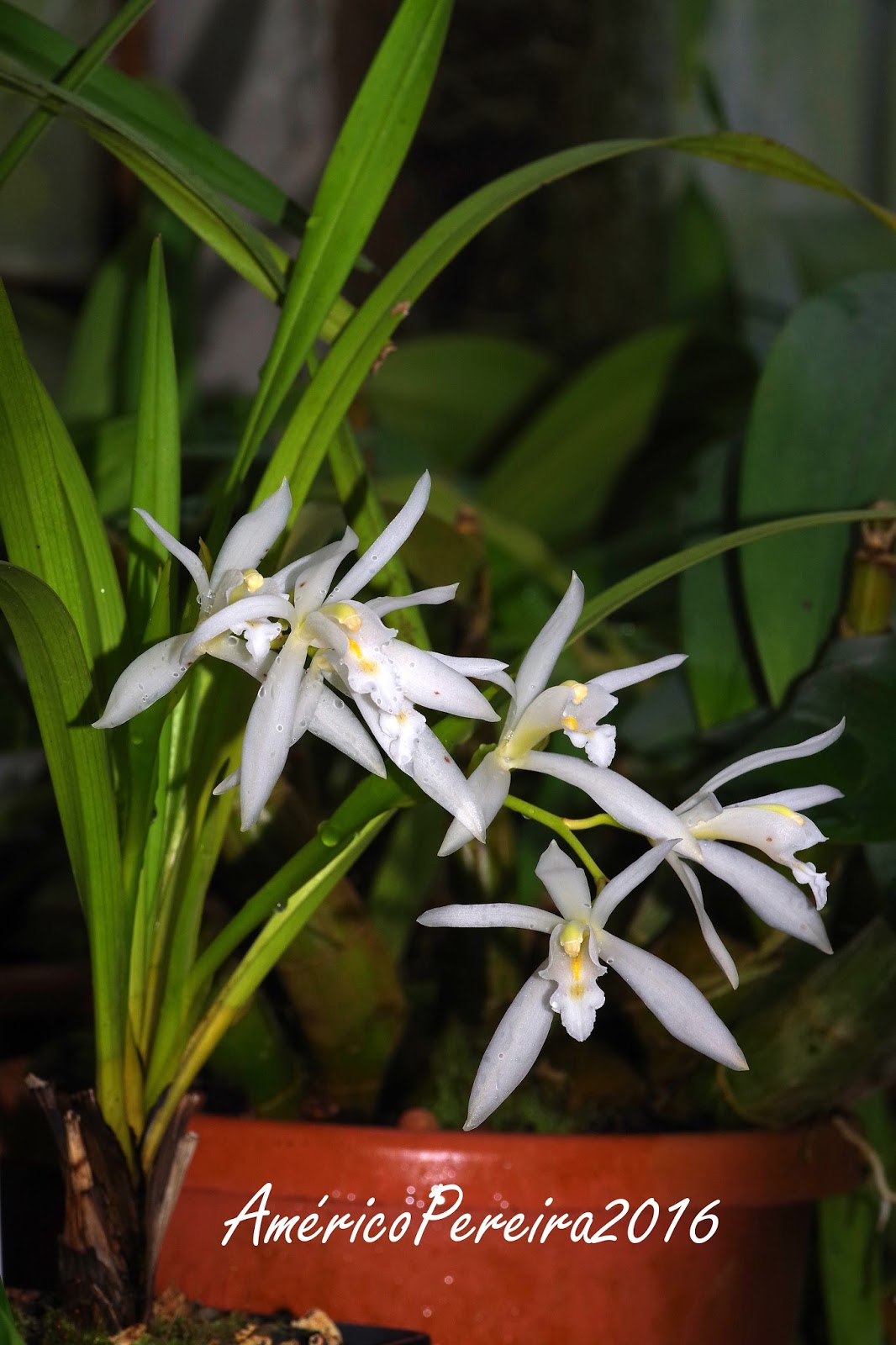 Orquídeas soltas: Cymbidium mastersii