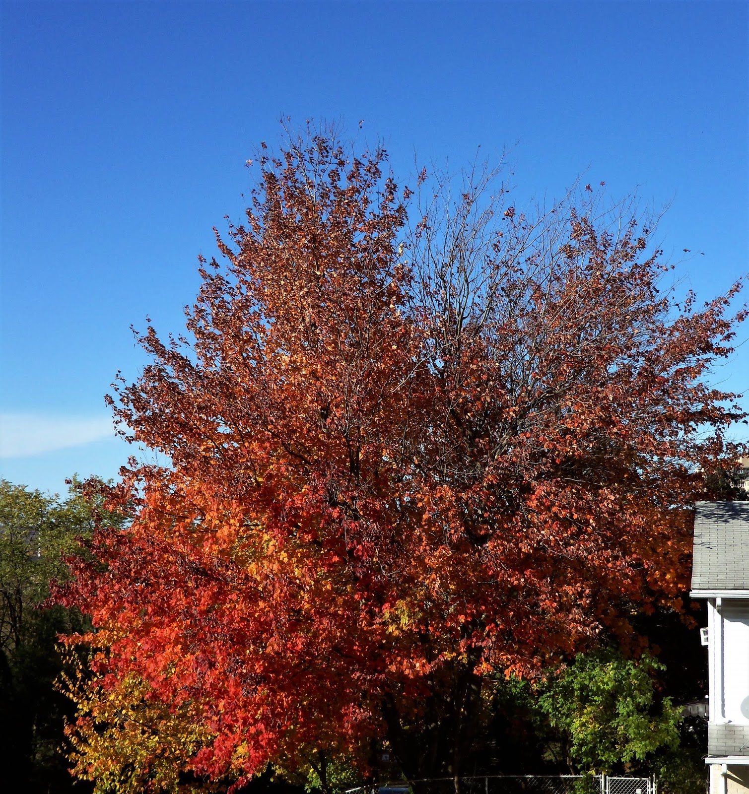 DEBBIE-DABBLE BLOG: Late Fall Front Porch and Yard Update. 2019
