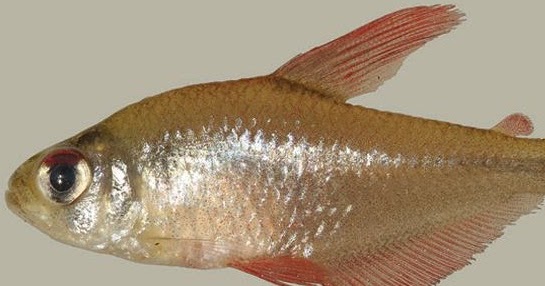 Species New to Science: [Ichthyology • 2017] Hyphessobrycon platyodus ...