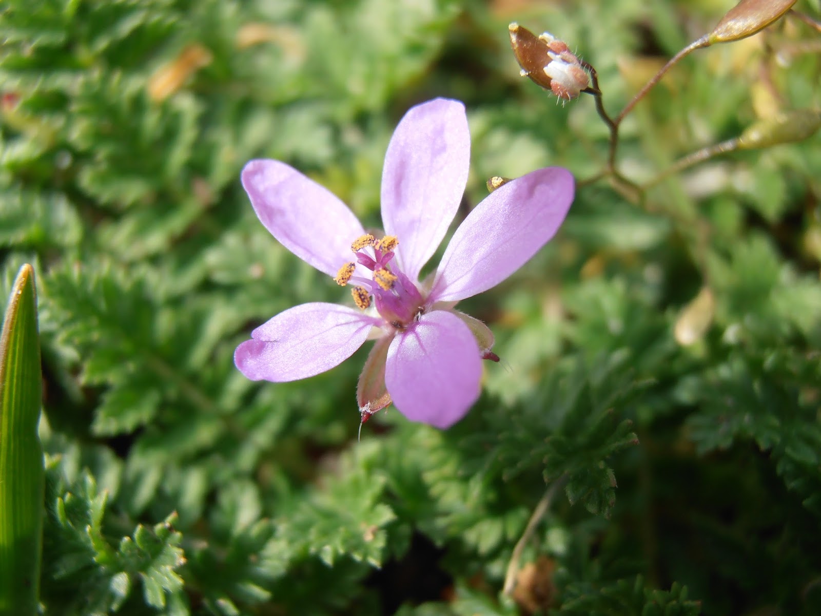 ALFILERES DE PASTOR. Erodium cicutarium | Plantas rioMoros